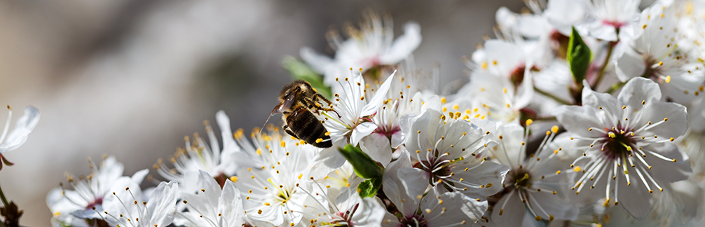 Quality and Environmental Policies – Behrens